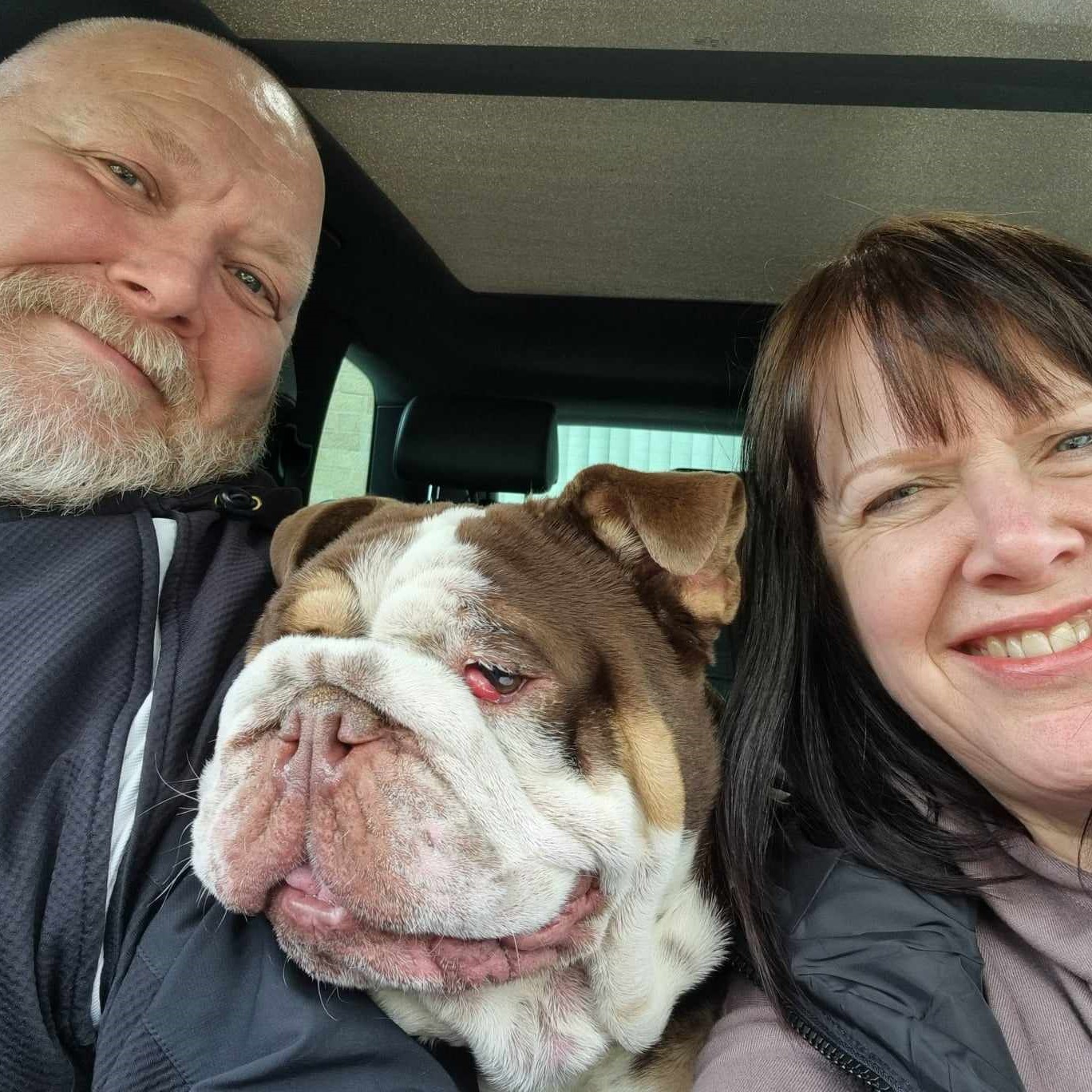 Artie - Now Adopted! - Geordie Bullies Springboard