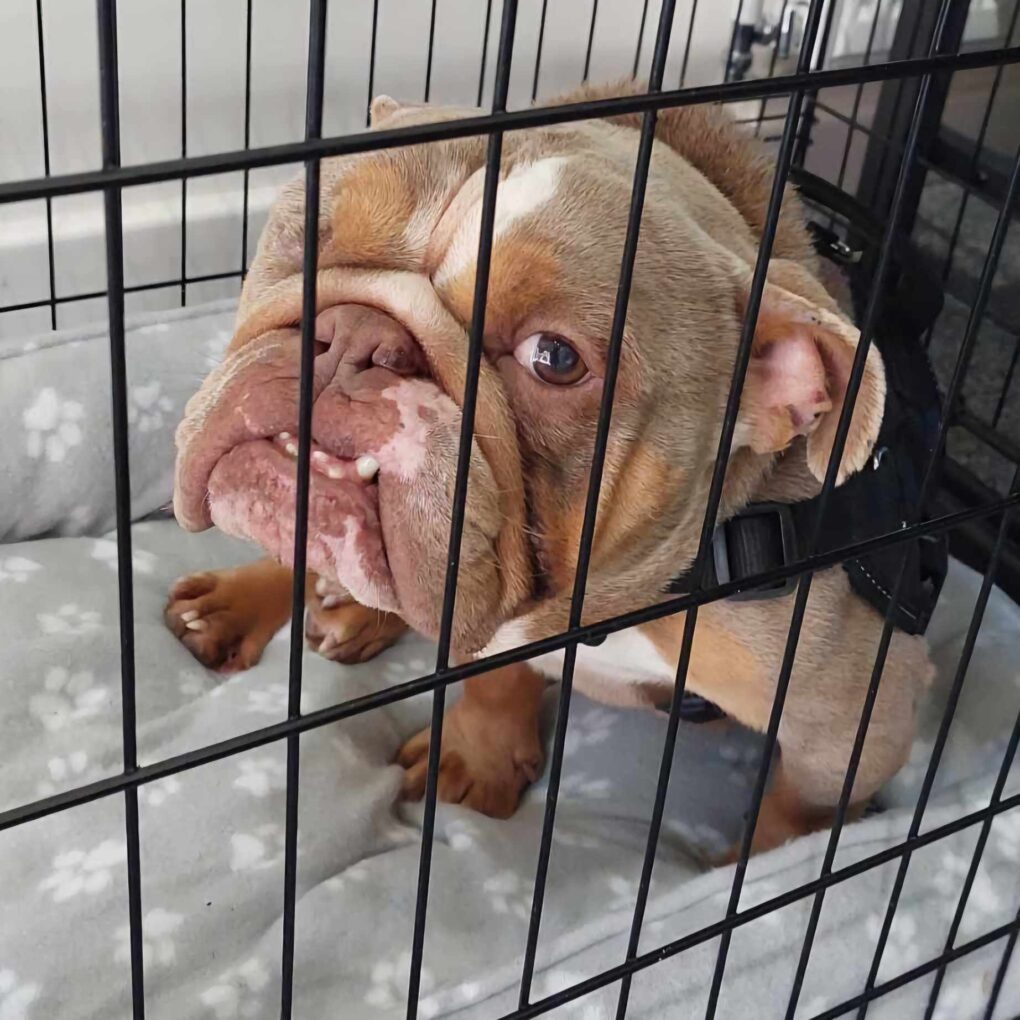 English Bulldogs in Foster - Geordie Bullies Springboard