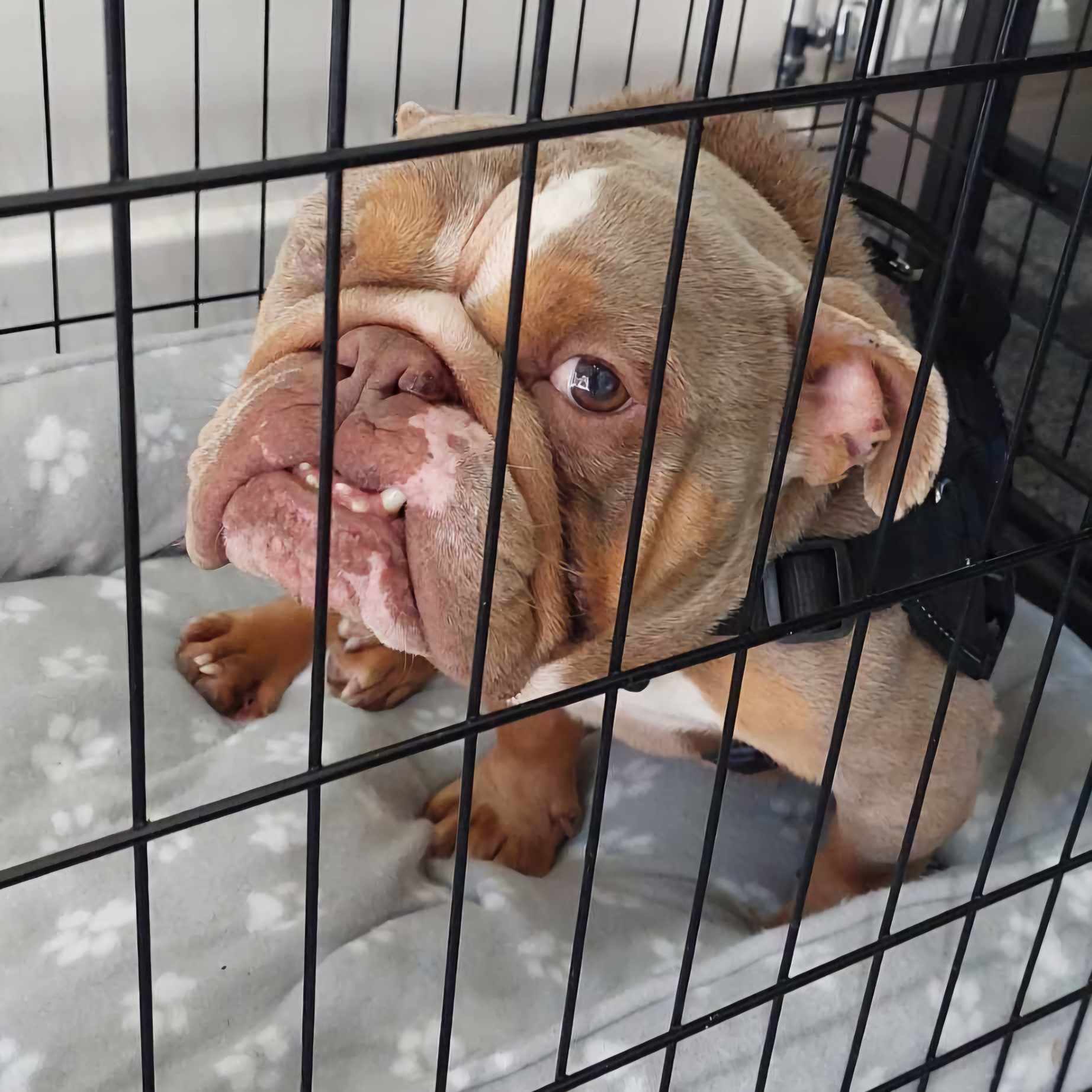 English Bulldogs in Foster - Geordie Bullies Springboard