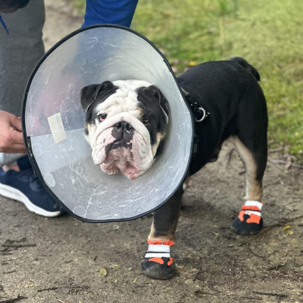 English Bulldogs in Foster - Geordie Bullies Springboard