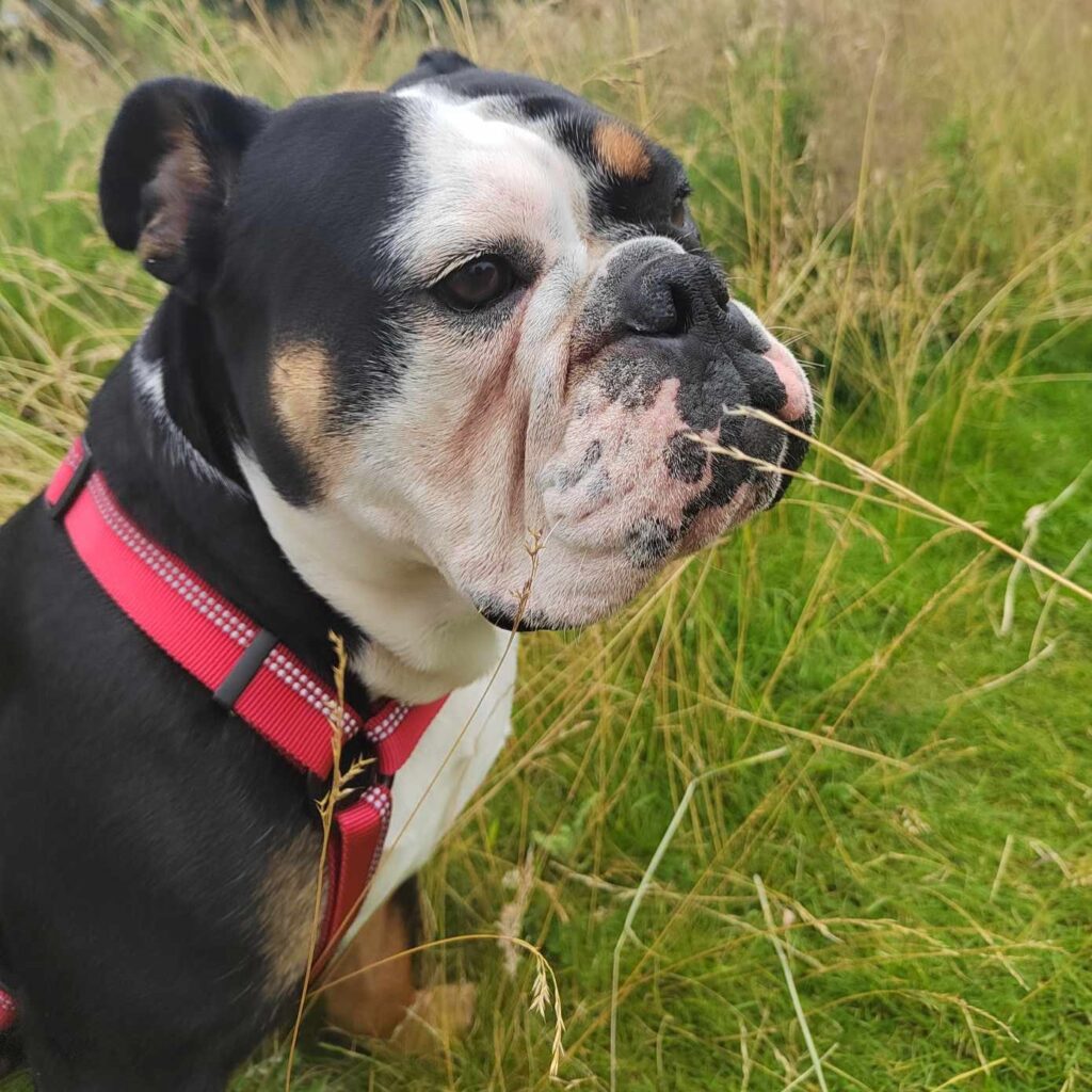 English Bulldogs in Foster - Geordie Bullies Springboard