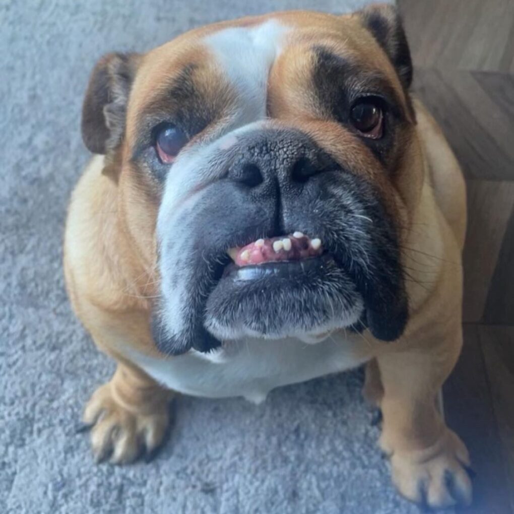 English Bulldogs in Foster - Geordie Bullies Springboard