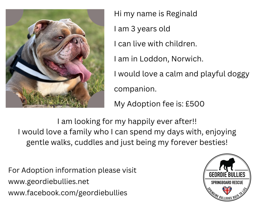 Reginald - Now Adopted! - Geordie Bullies Springboard