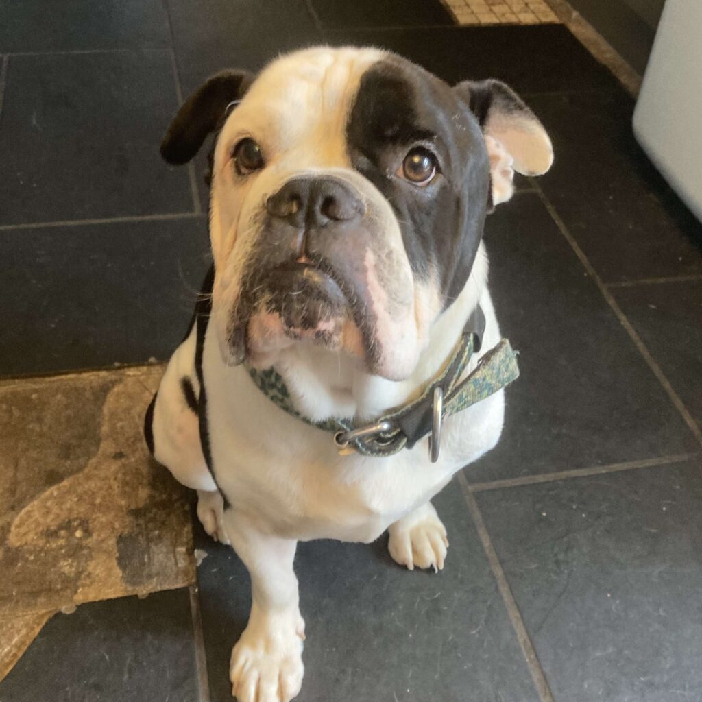 English Bulldogs in Foster - Geordie Bullies Springboard