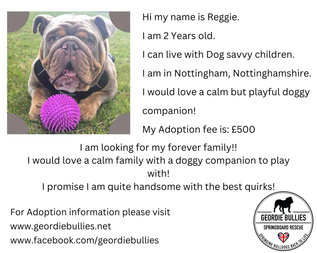 Reggie -Now Adopted! - Geordie Bullies Springboard