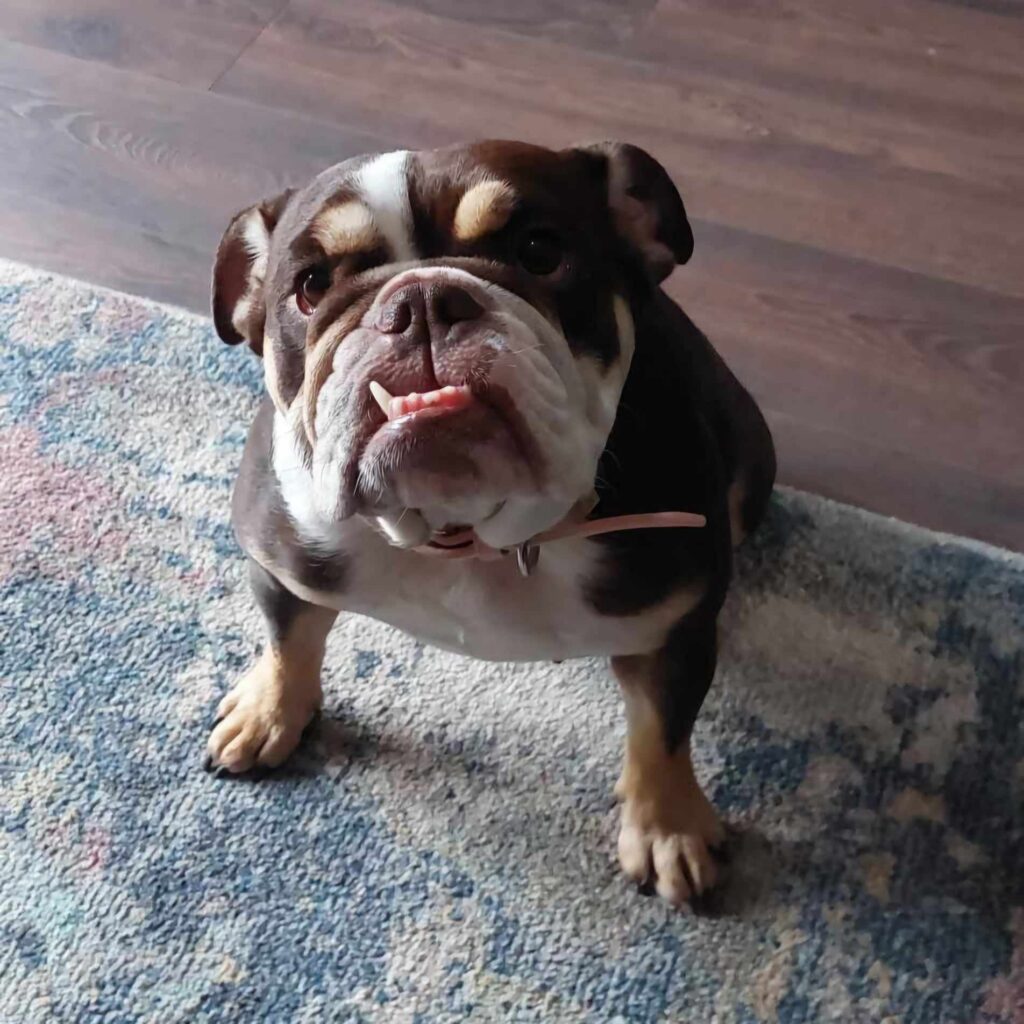 English Bulldogs in Foster - Geordie Bullies Springboard