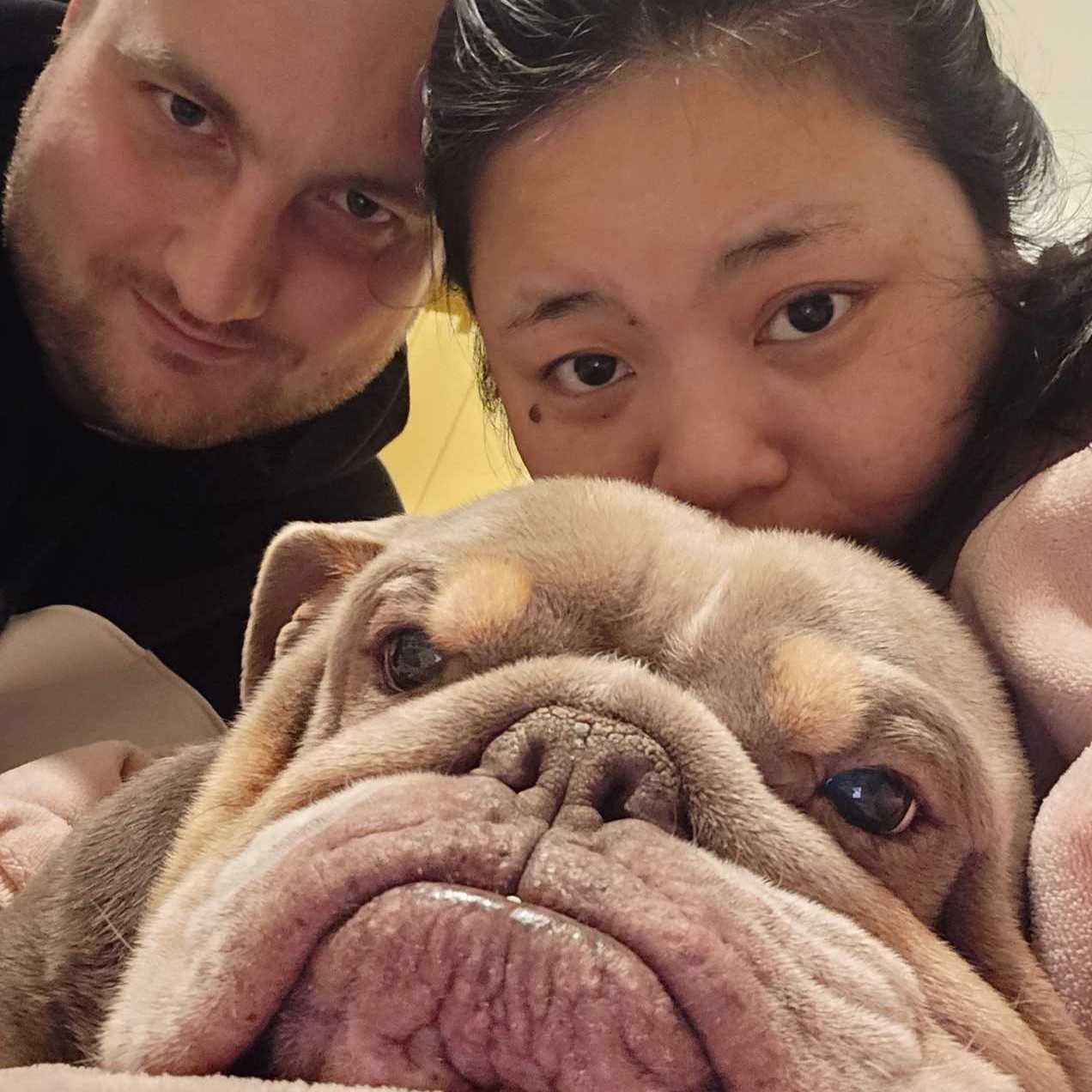 Tank - Now Adopted! - Geordie Bullies Springboard