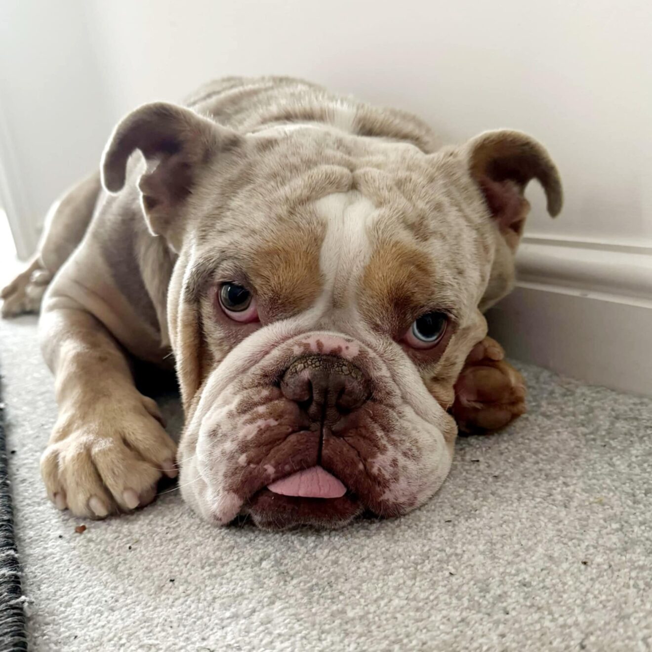 English Bulldogs in Foster - Geordie Bullies Springboard