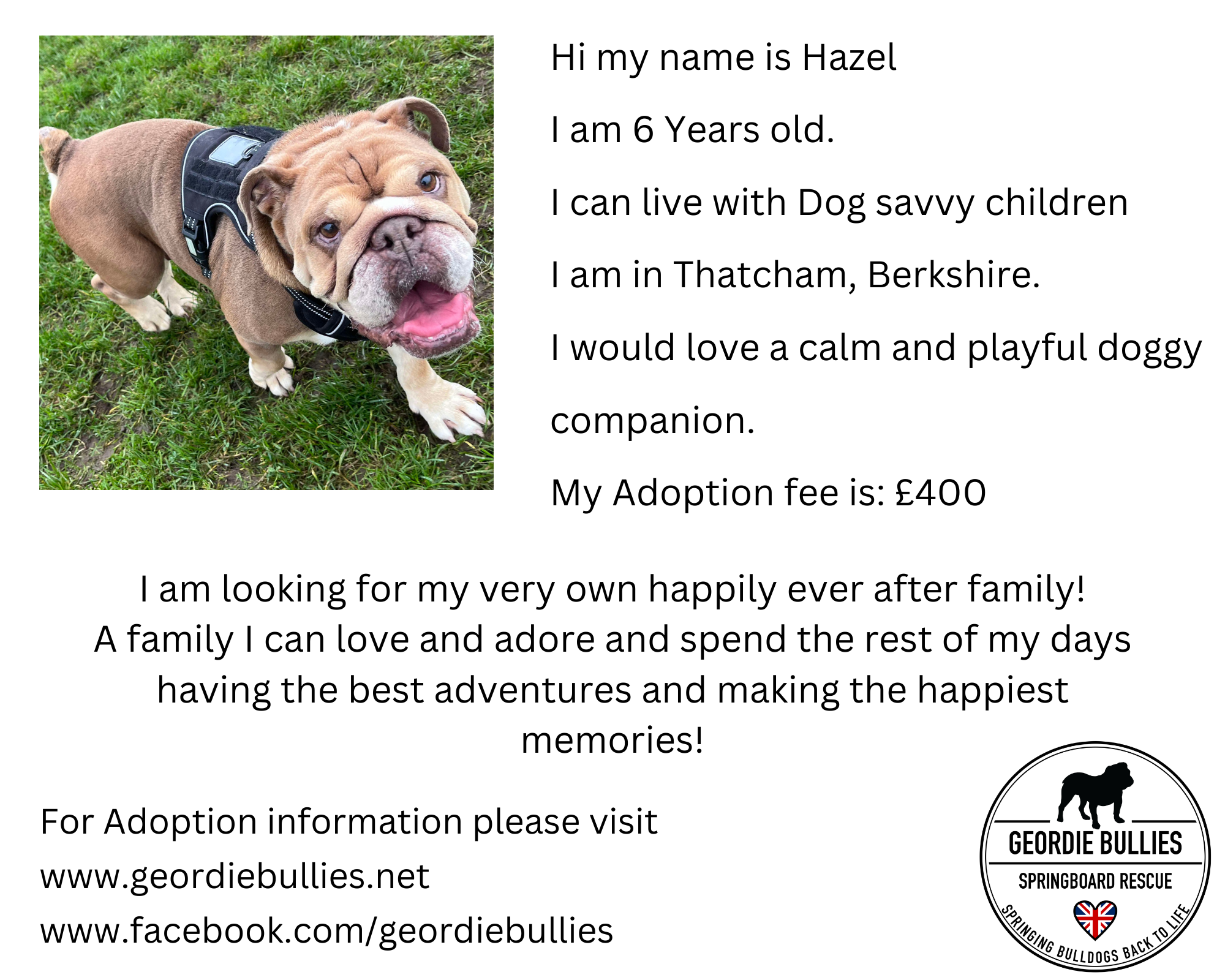 Hazel - Now Adopted - Geordie Bullies Springboard