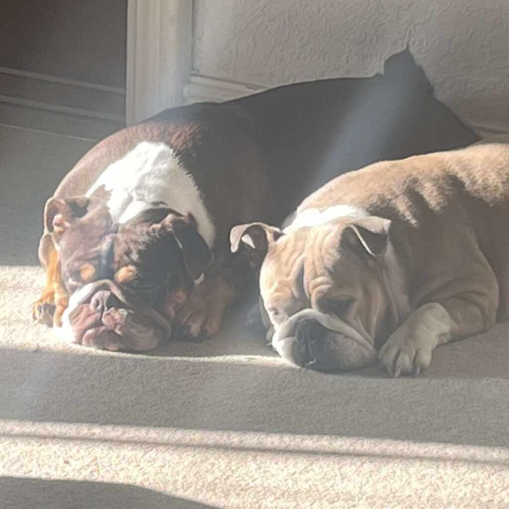 English Bulldogs in Foster - Geordie Bullies Springboard