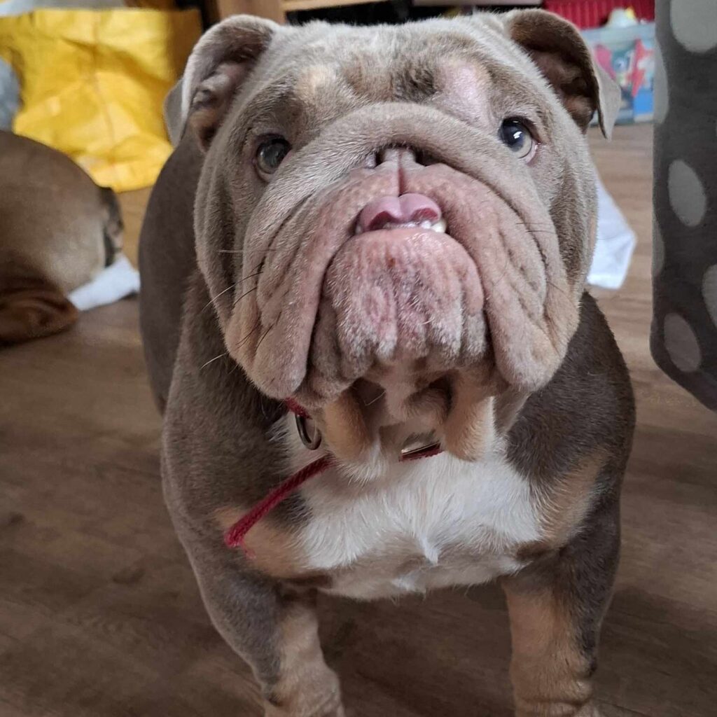 English Bulldogs in Foster - Geordie Bullies Springboard