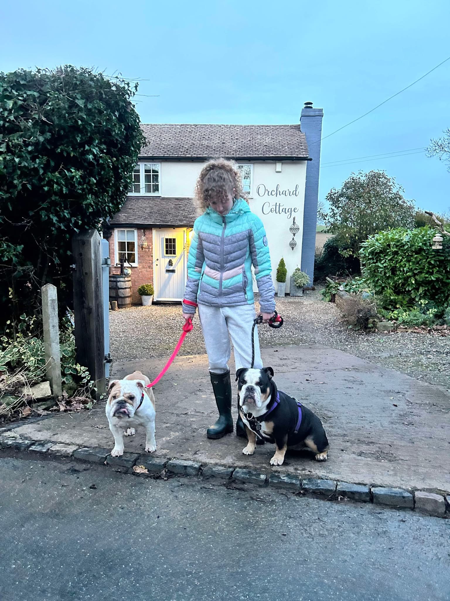 Gypsy - Now Adopted! - Geordie Bullies Springboard