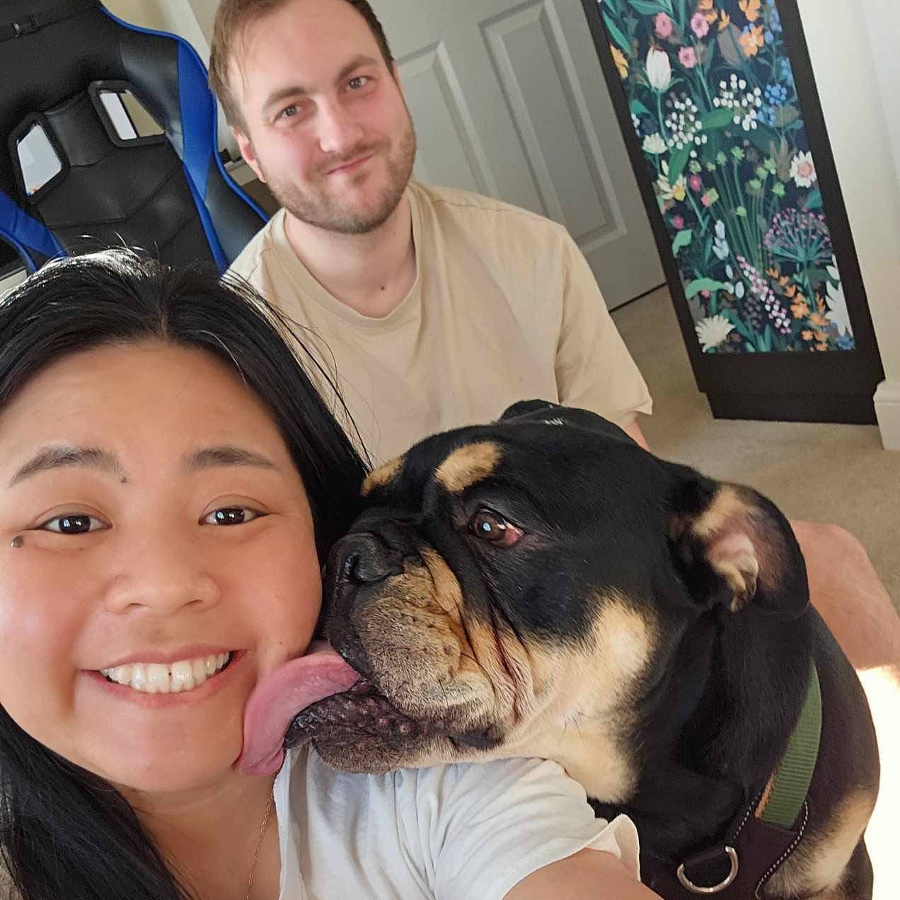 Vinnie- Now Adopted! - Geordie Bullies Springboard