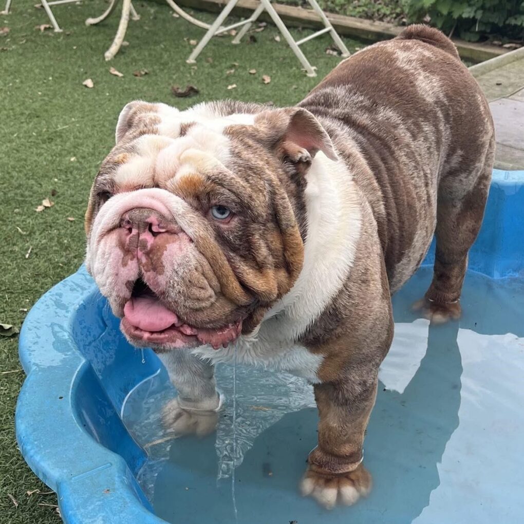 English Bulldogs Rescued by Geordie Bullies - Geordie Bullies Springboard