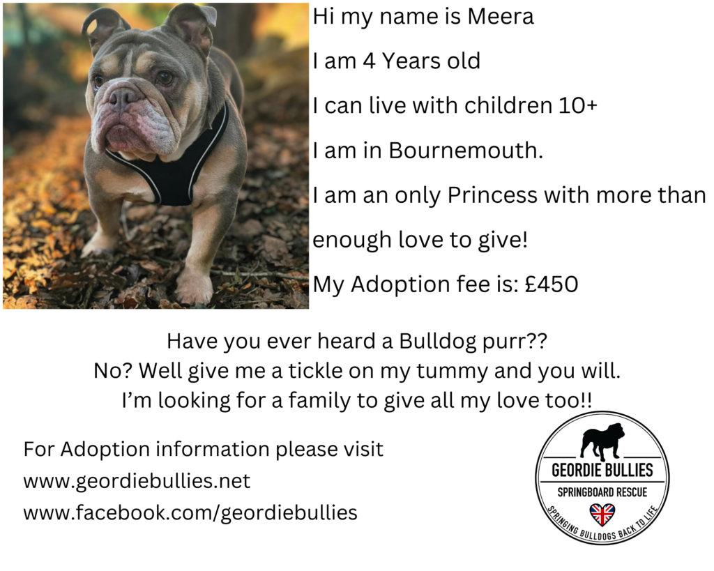 Meera - Applications Closed -South West - Geordie Bullies Springboard