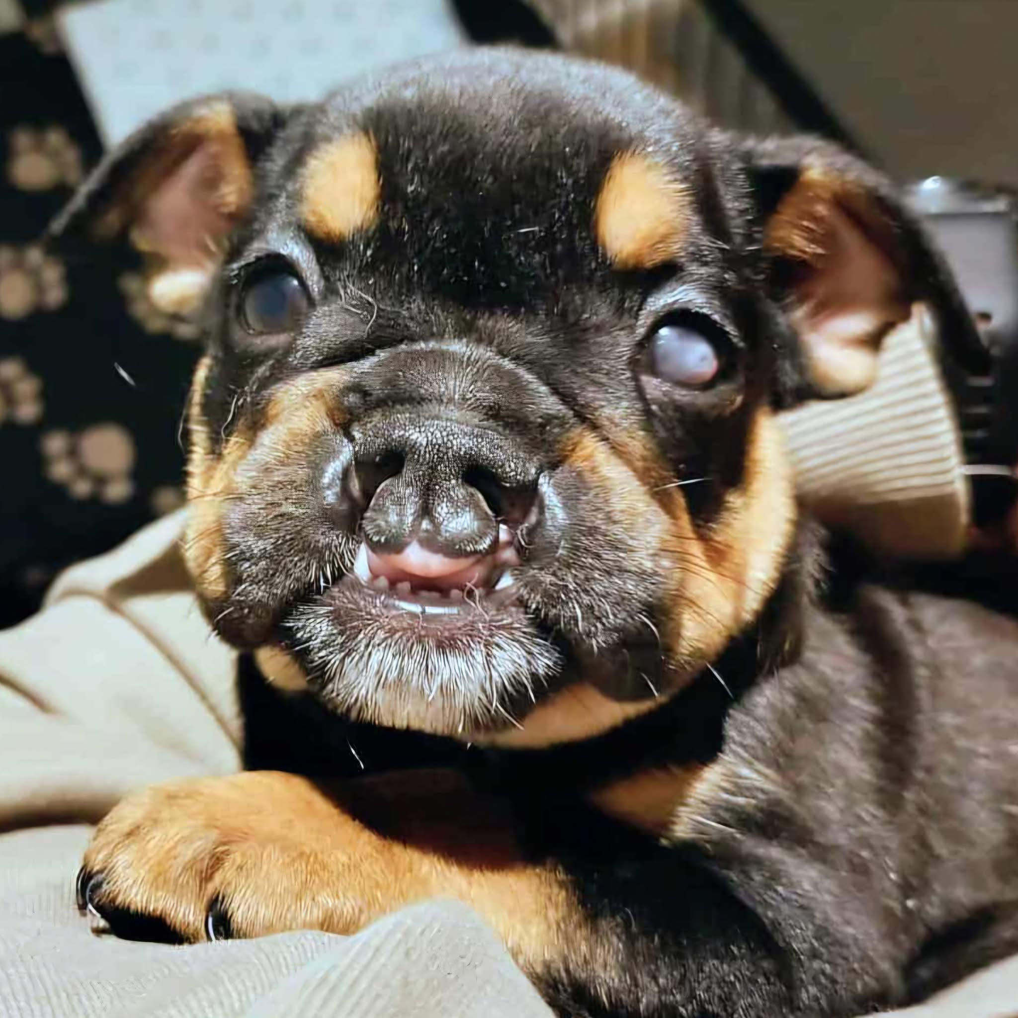 Bernie - Now Adopted! - Geordie Bullies Springboard