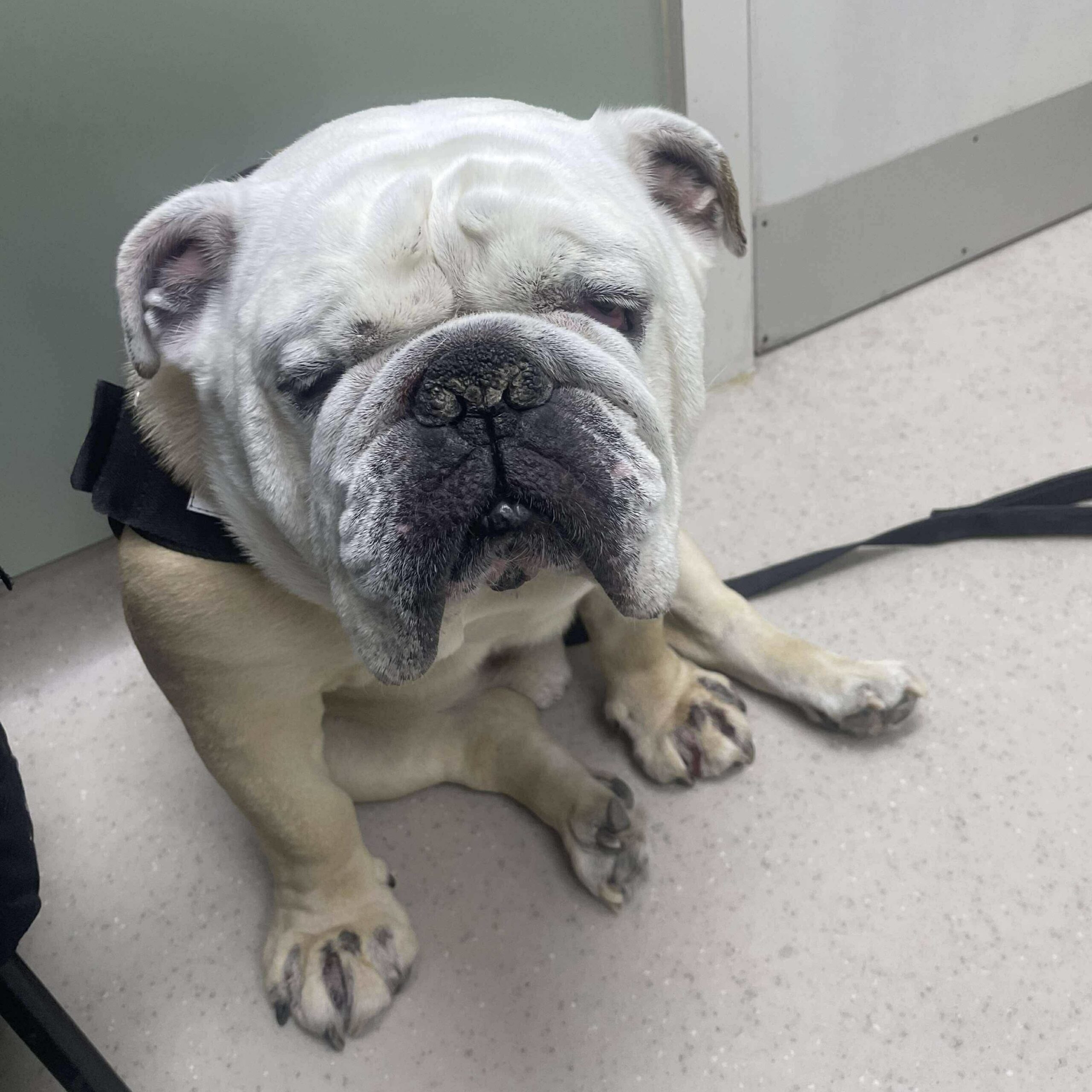 Buster - In Foster - South East - Geordie Bullies Springboard