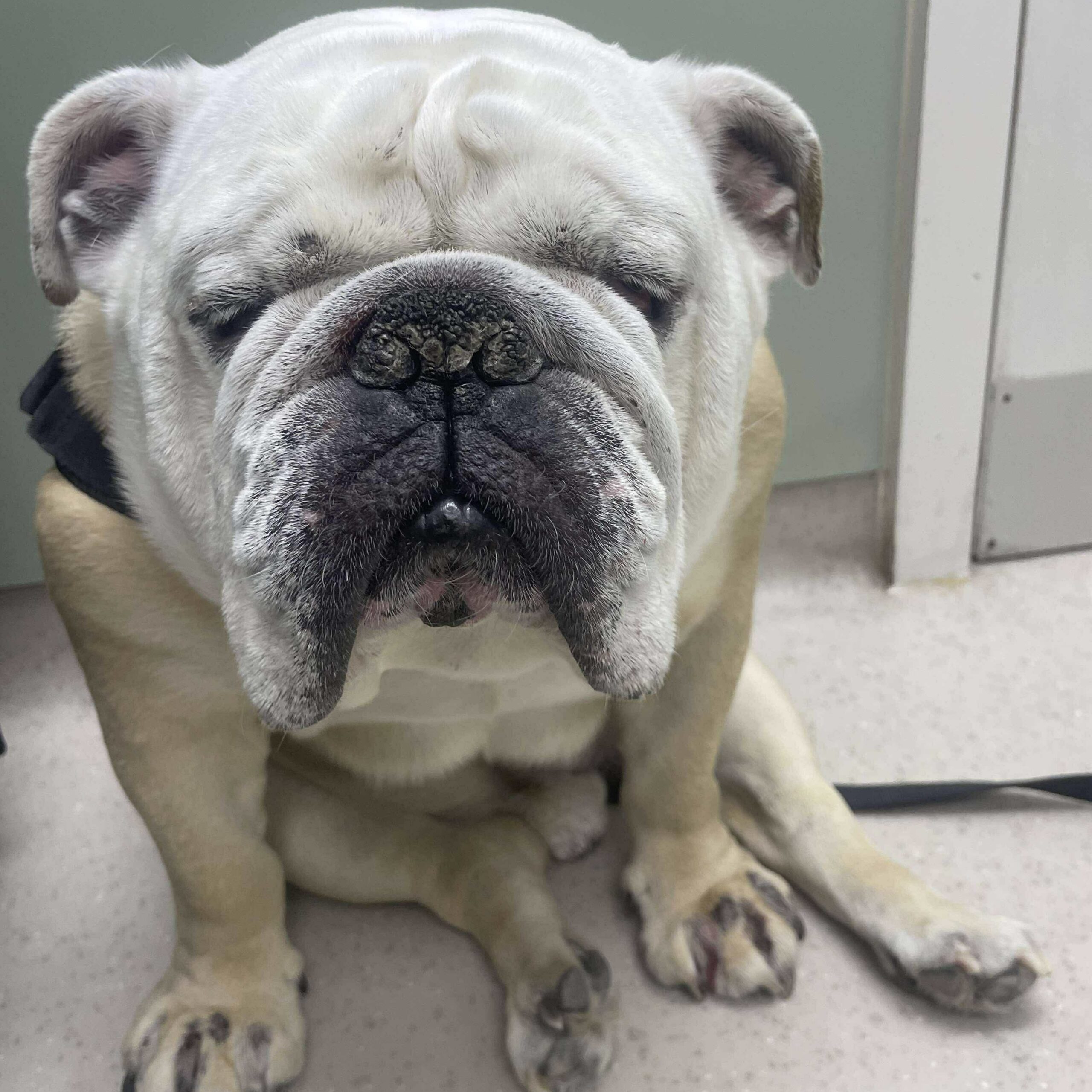 Buster - In Foster - South East - Geordie Bullies Springboard