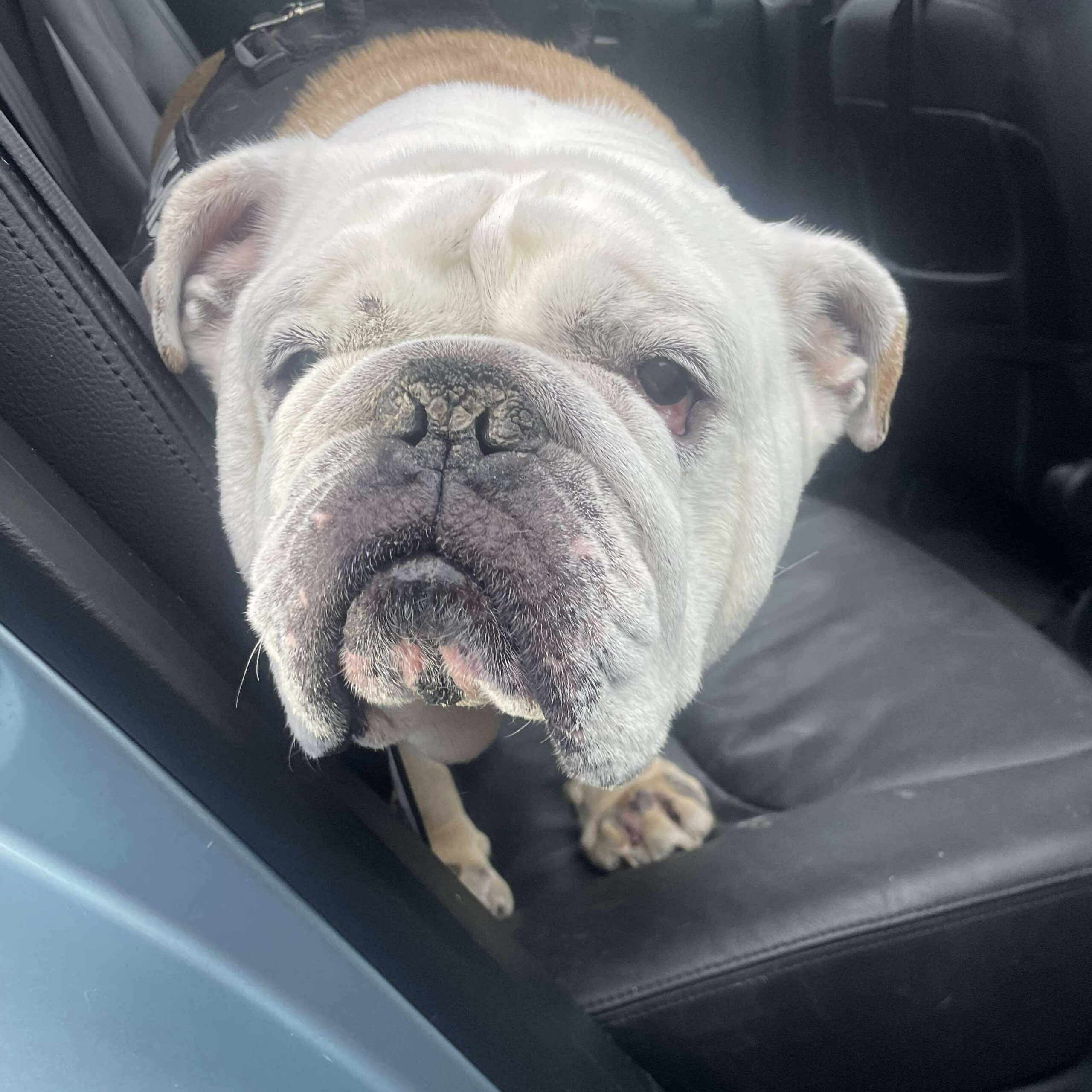 Buster - In Foster - South East - Geordie Bullies Springboard