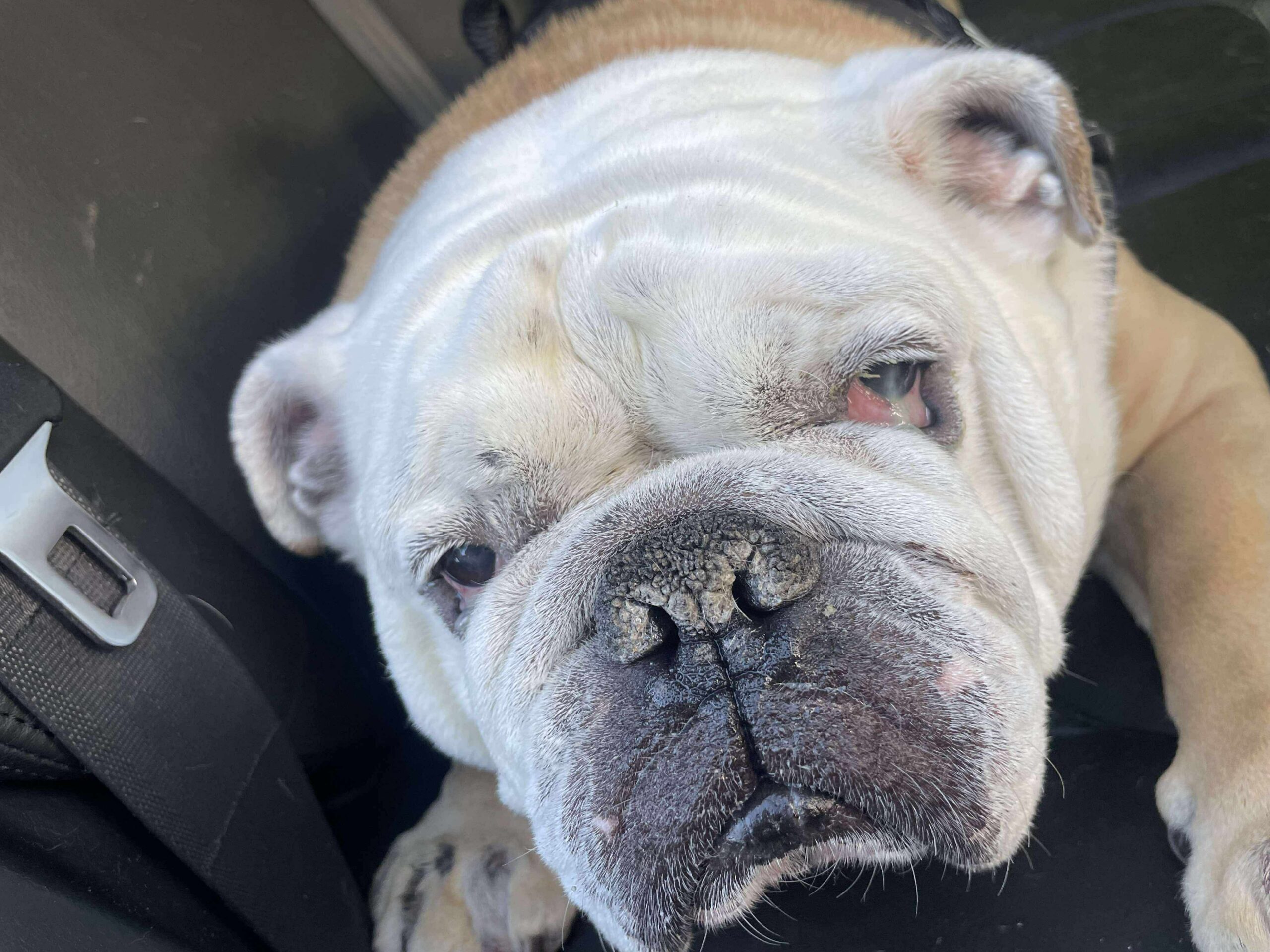 Buster - In Foster - South East - Geordie Bullies Springboard